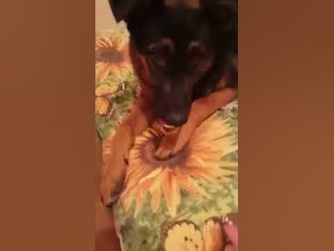 Собака с соской - YouTube