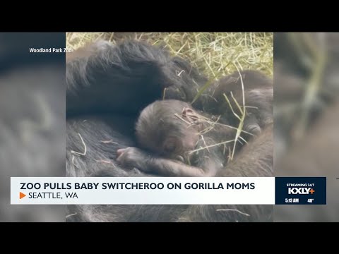 Zoo pulls switch with gorillas