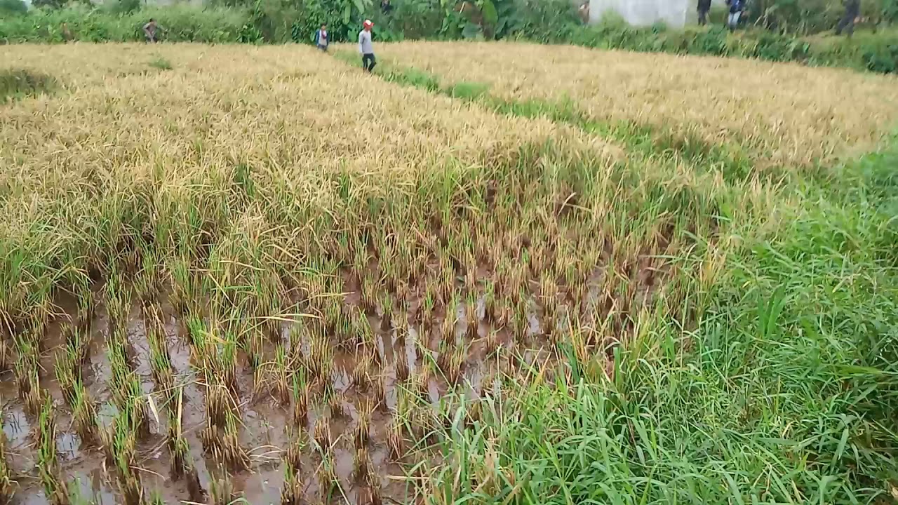 Berburu musang ganggarangan di sawah uwa Tere 🤭 - YouTube