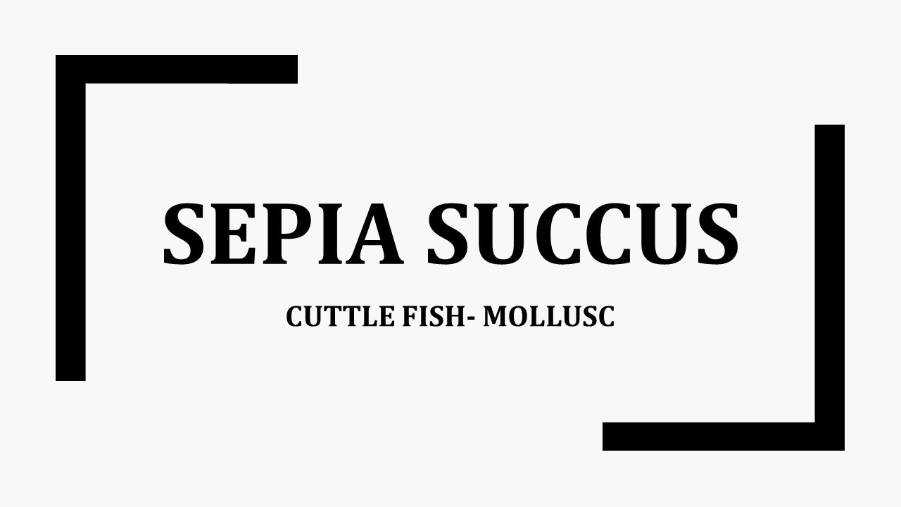 SEPIA SUCCUS - CUTTLE FISH TRIMIASMATIC UNDERSTANDING WITH CASE BY DR ...