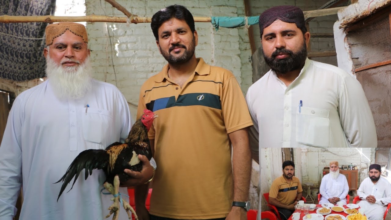 Thanks To Almighty Allah Finally Roosters Reached At Their New Houses ...