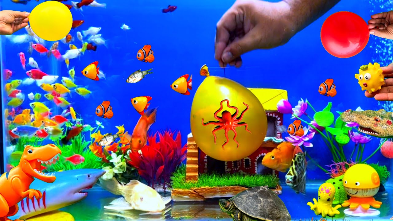 Little Fishes, Big Fish, Fishes In Balloon, Fish Tank, Shark, Octopus ...
