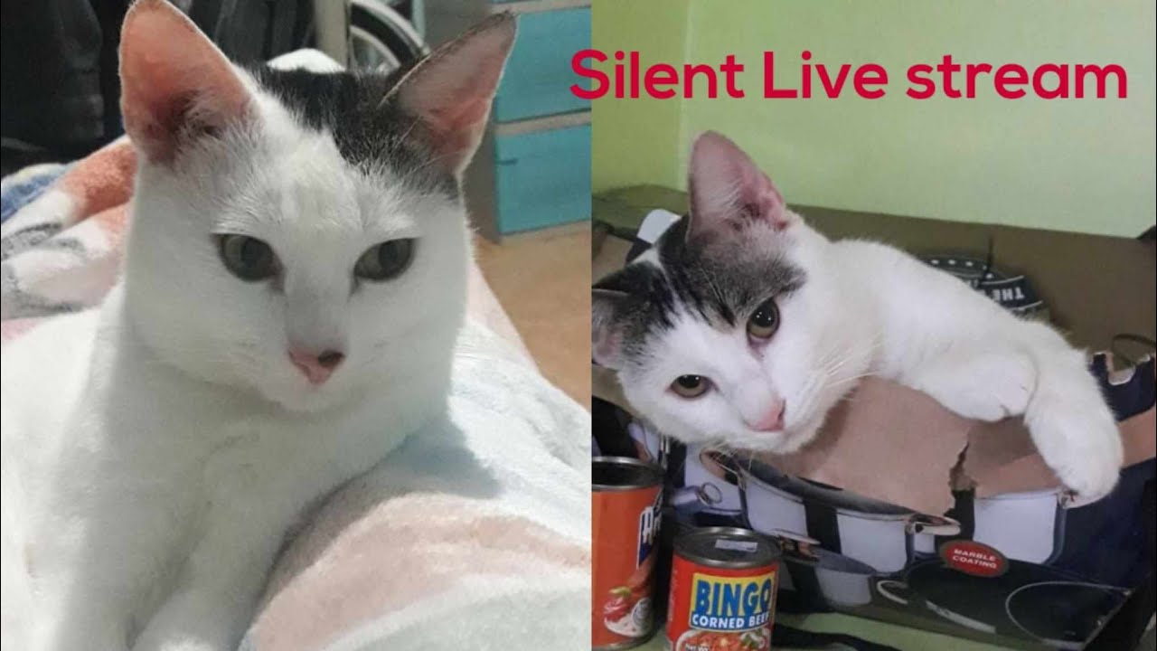 HEY! HEY! HEEEEEY! GREAT DAY EVERYBODY! SILENT LIVE IS ON😁😄 - YouTube