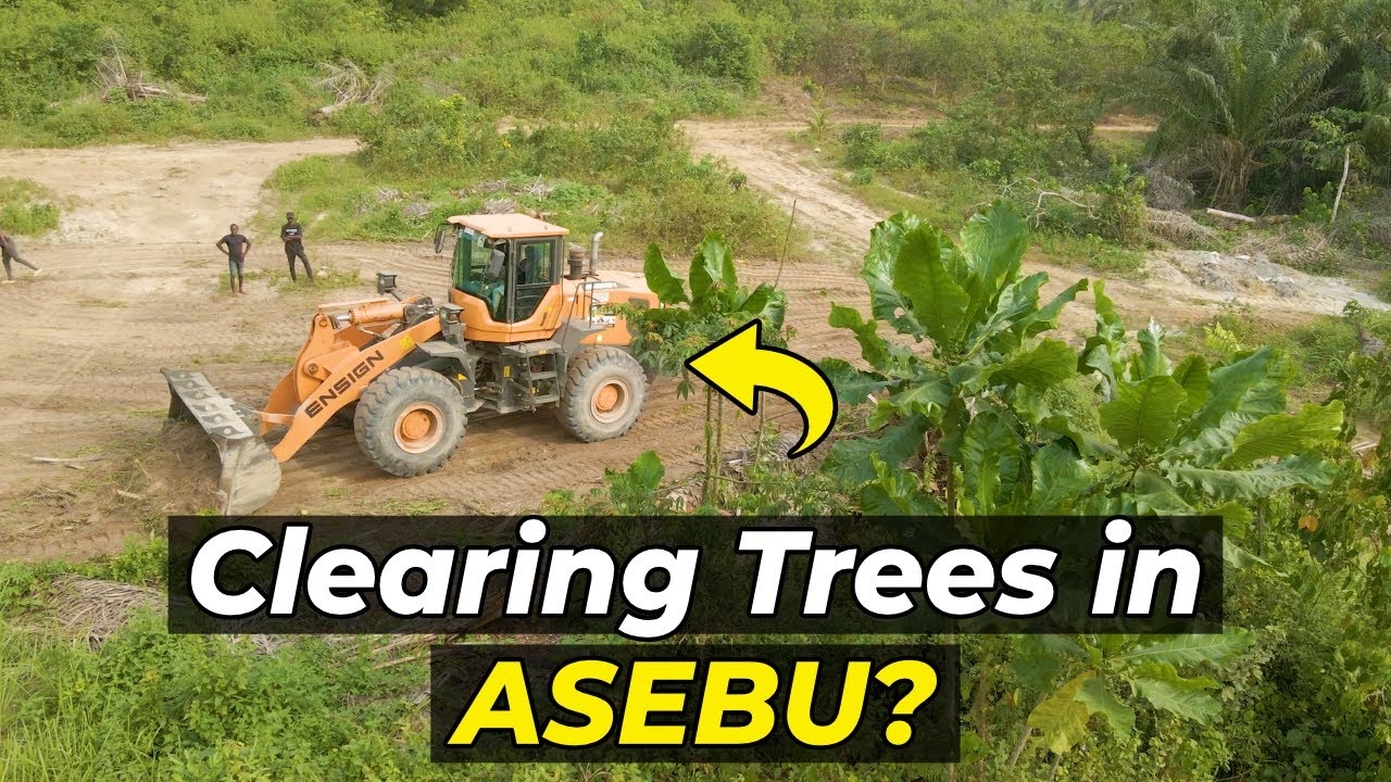Why are they cutting down the trees at Asebu Pan African Village? - YouTube
