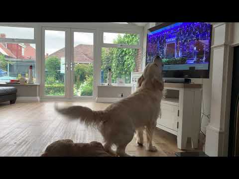 Opera Dog singing with Pavarotti and James Brown