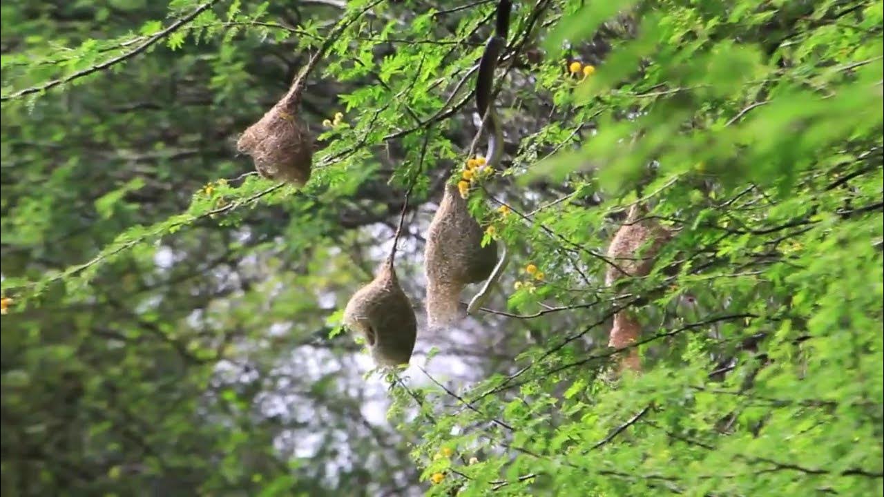 Snake attack weaver bird nest. - YouTube