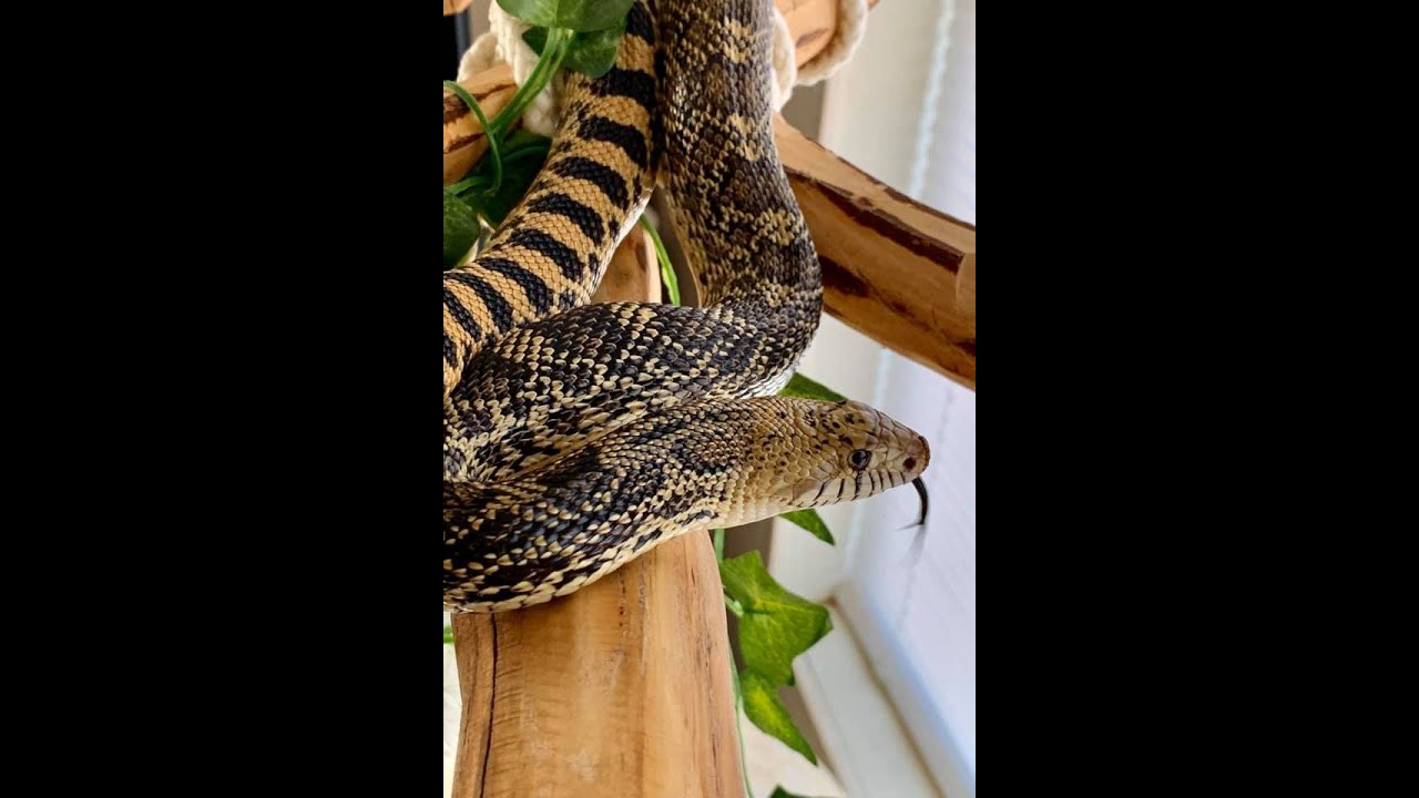 Happy World Snake Day 16 July 2023 - YouTube