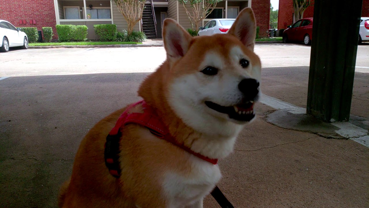 Ruby & Simba Video - YouTube