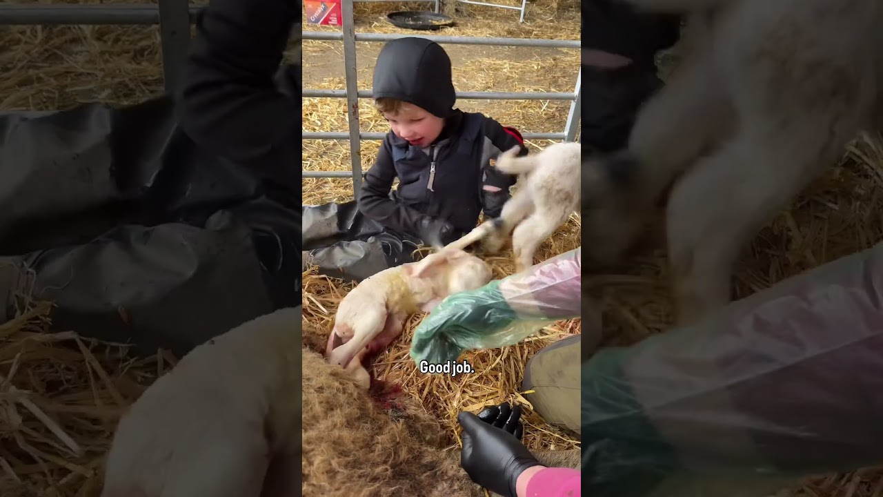 This lamb needed a big pull! #sheep #lambing | The Sheep Game | The ...
