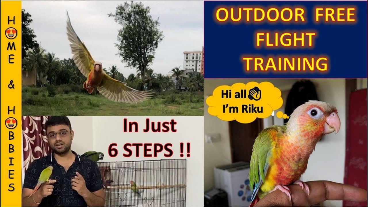 Outdoor free flight training of conure step by step | Baby to free ...