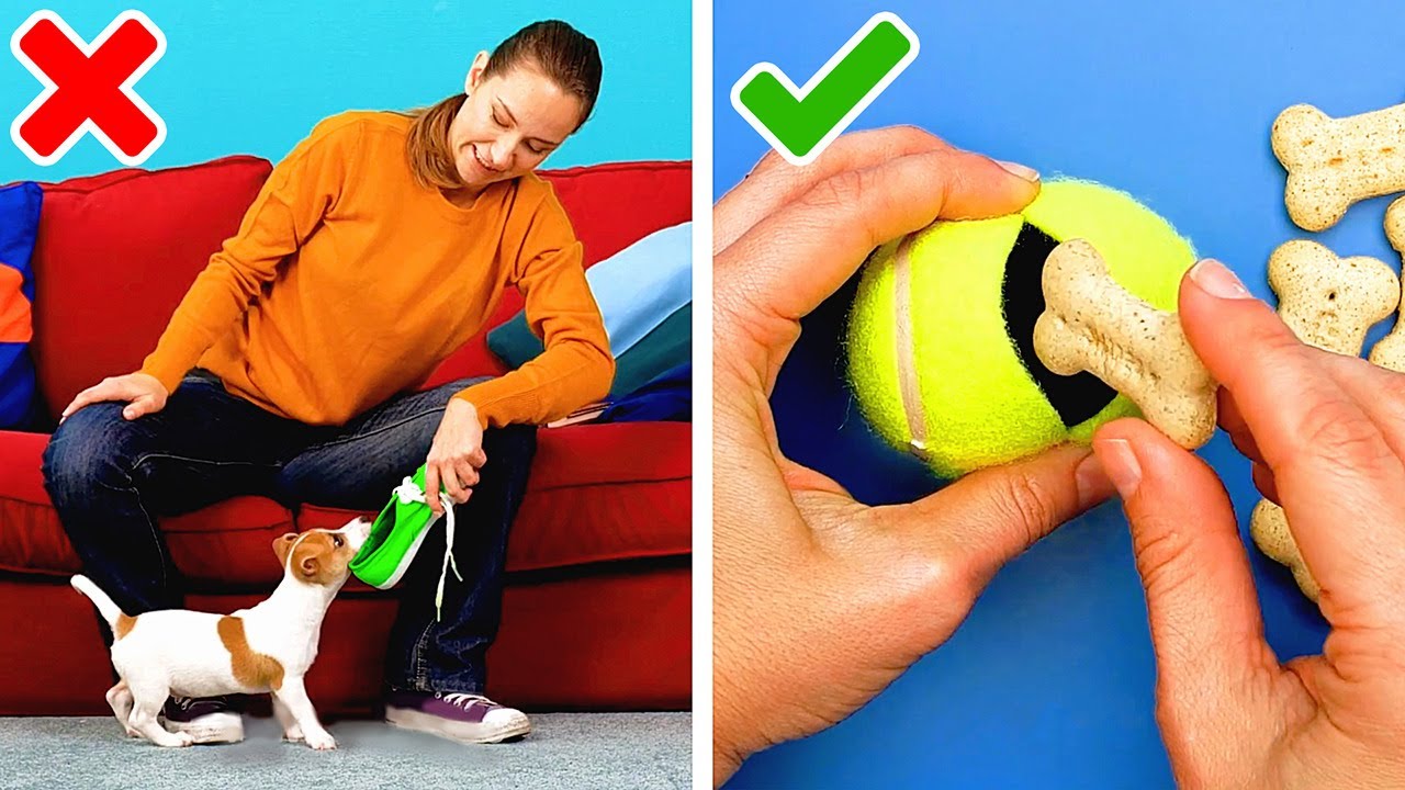23 AWESOME LIFE HACKS FOR PET OWNERS - YouTube
