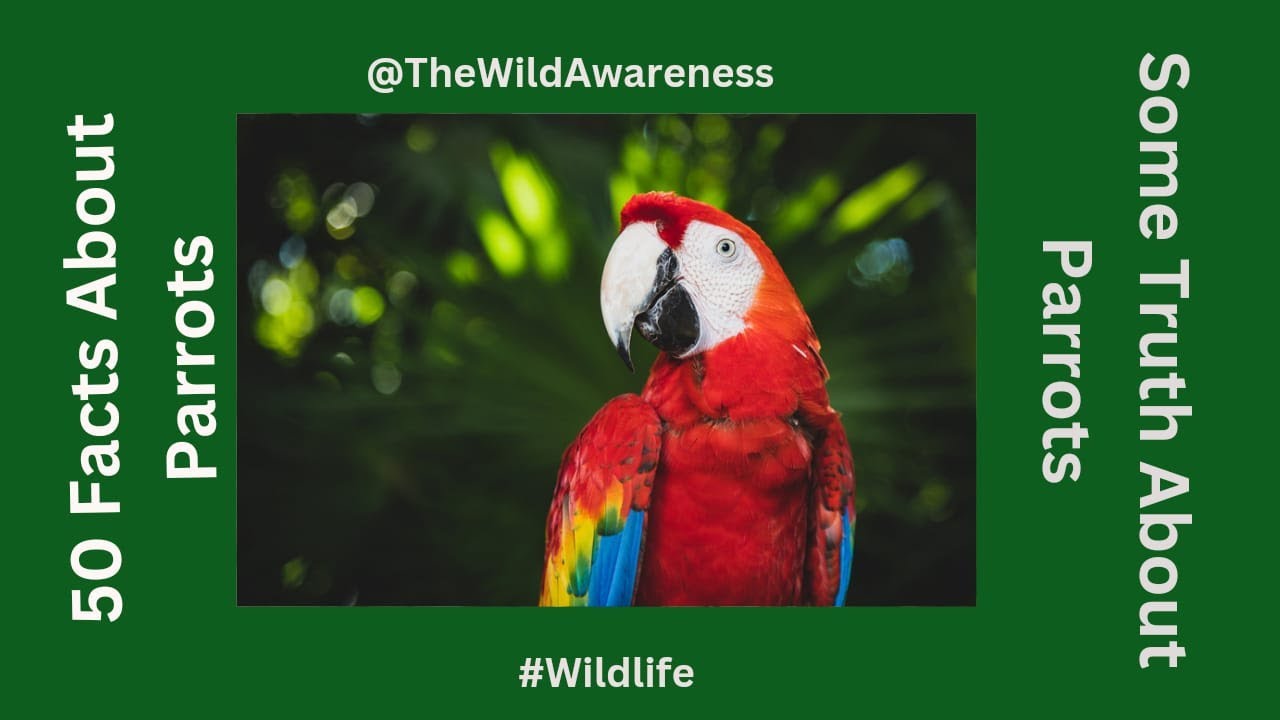 Parrots | 50 Secrets of Parrots | facts about Parrots | Birds | Wild ...