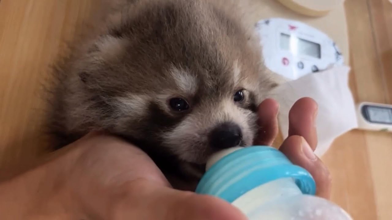 feeding nuannuan baby milk 【red panda】【cute】 - YouTube