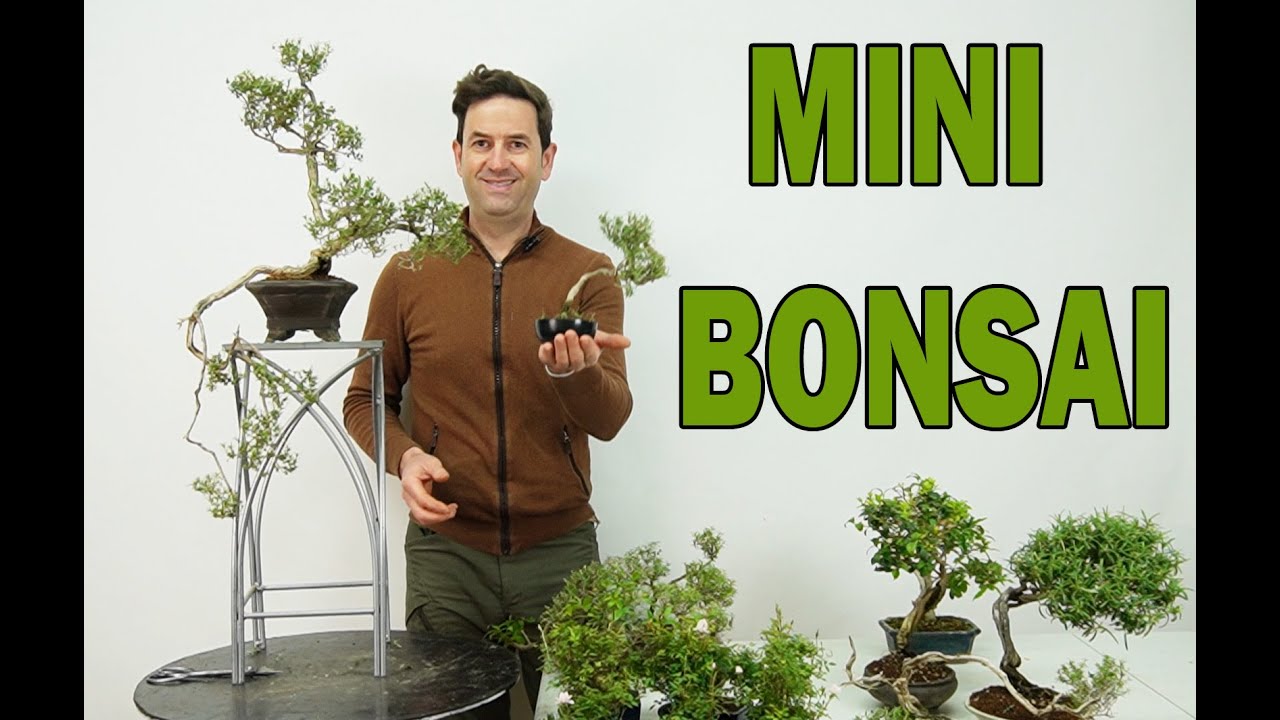 MINI BONSAIS TIPS DE CULTIVO - YouTube