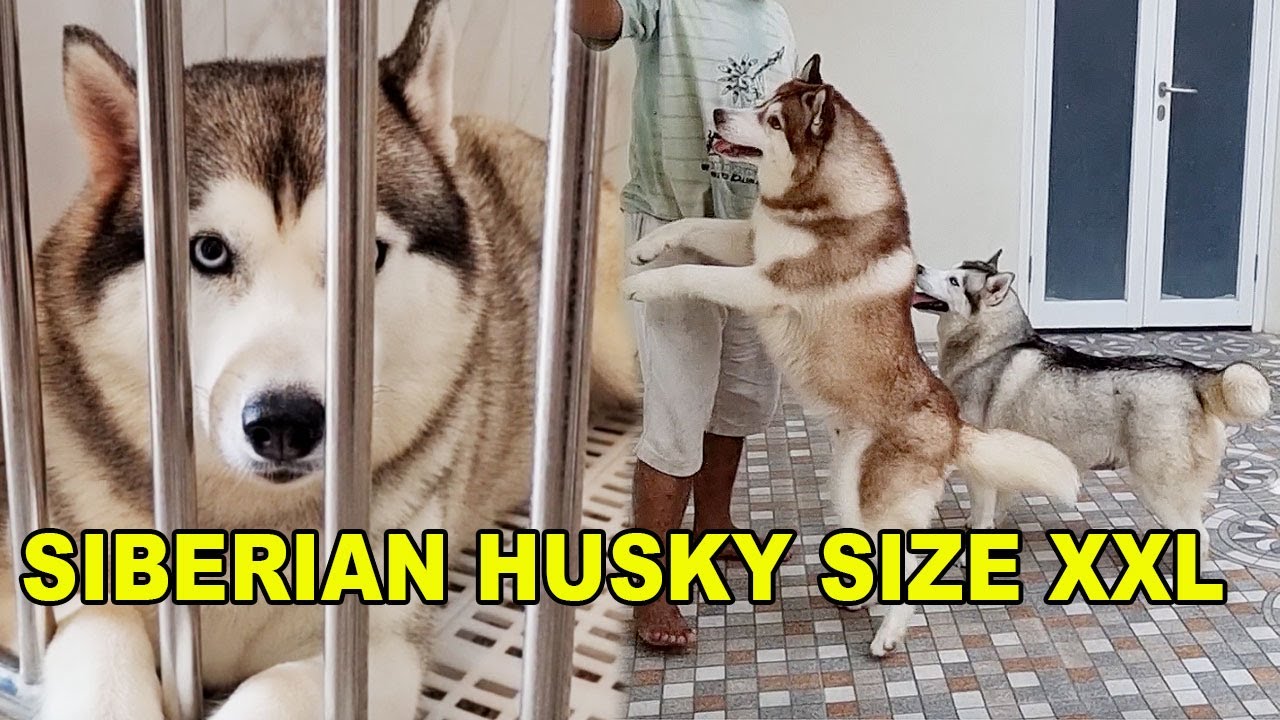 SIBERIAN HUSKY SIZE XXL - ANJING KETURUNAN SERIGALA - YouTube