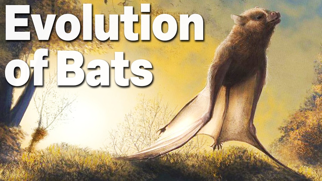 The Truth of Bat Evolution - YouTube