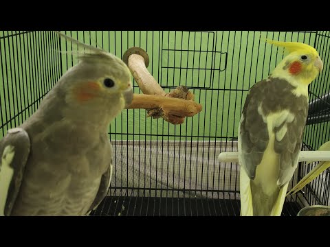 Live: Happy Sunday | Birds | Parrots | Cockatiels #ParrotWorld - YouTube
