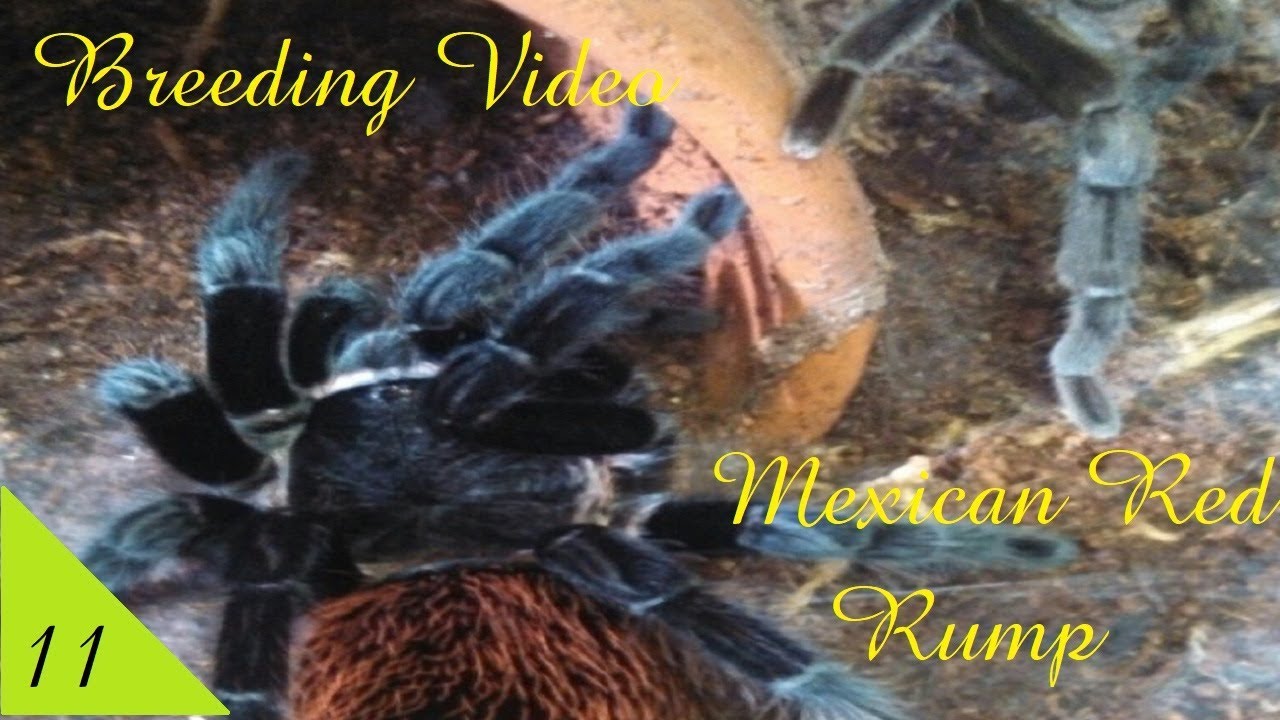 Mexican Red Rump Breeding - YouTube