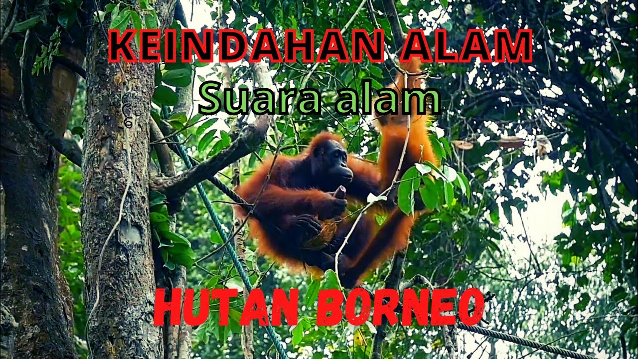 Keindahan alam dan suara alam di hutan Borneo - YouTube