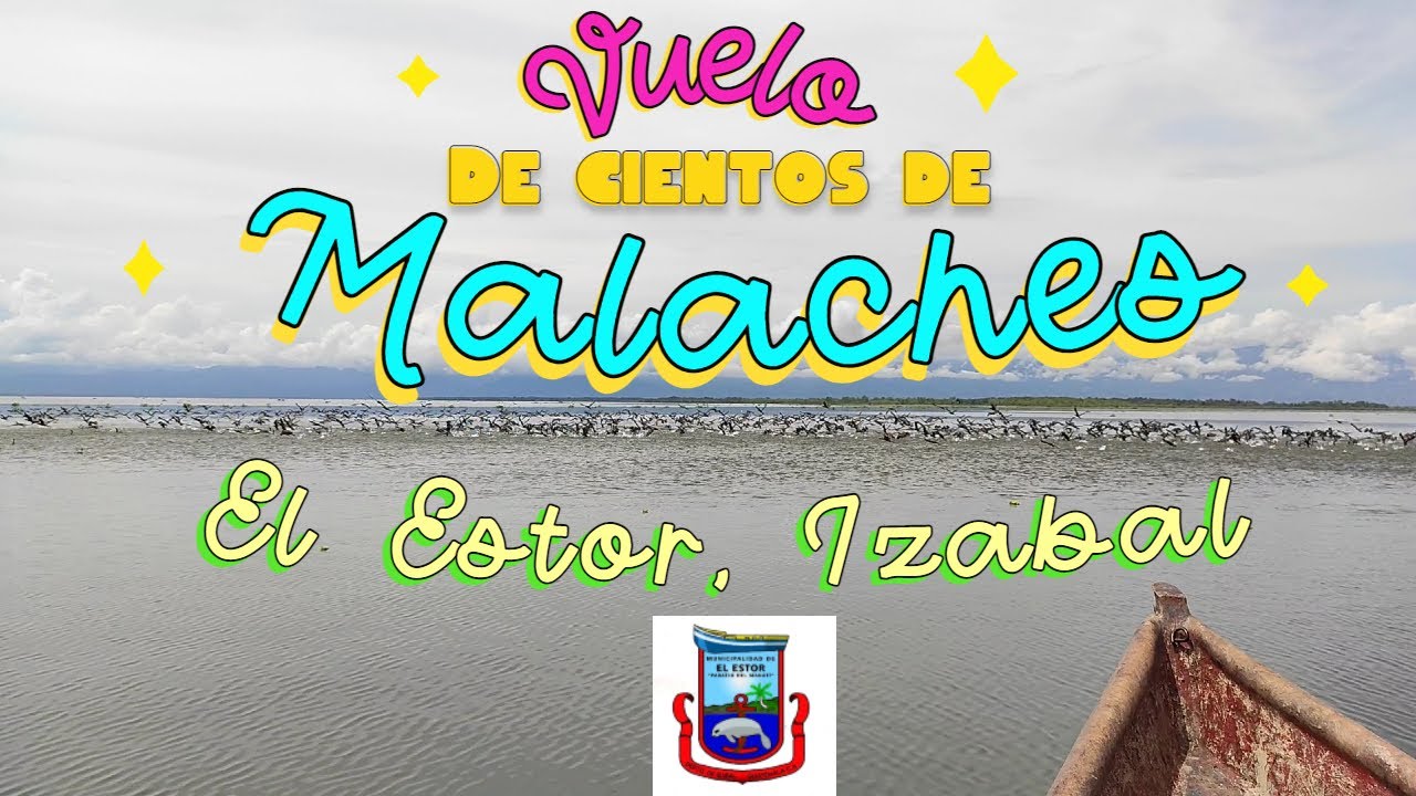 El Estor, Izabal. Vuelo de cientos de malaches, recorrido en CAYUCO ...