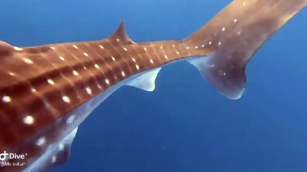 Whale Shark, red sea, - YouTube