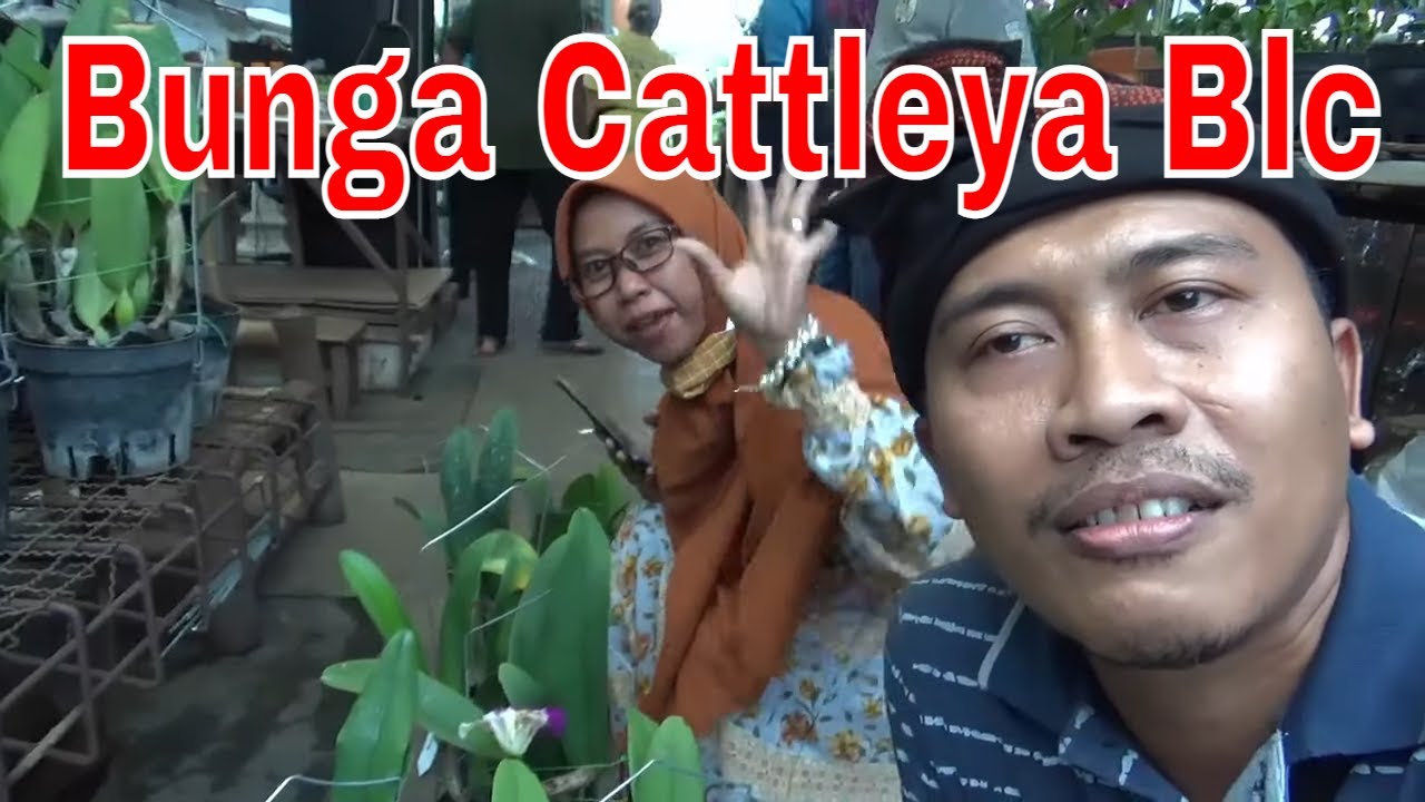 Jenis-jenis Anggrek Cattleya Blc lengkap dengan contoh bunganya - YouTube