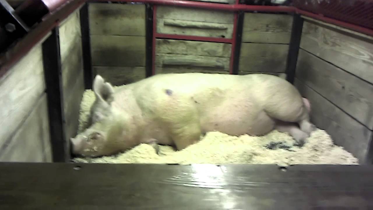 1000 pound pig - YouTube