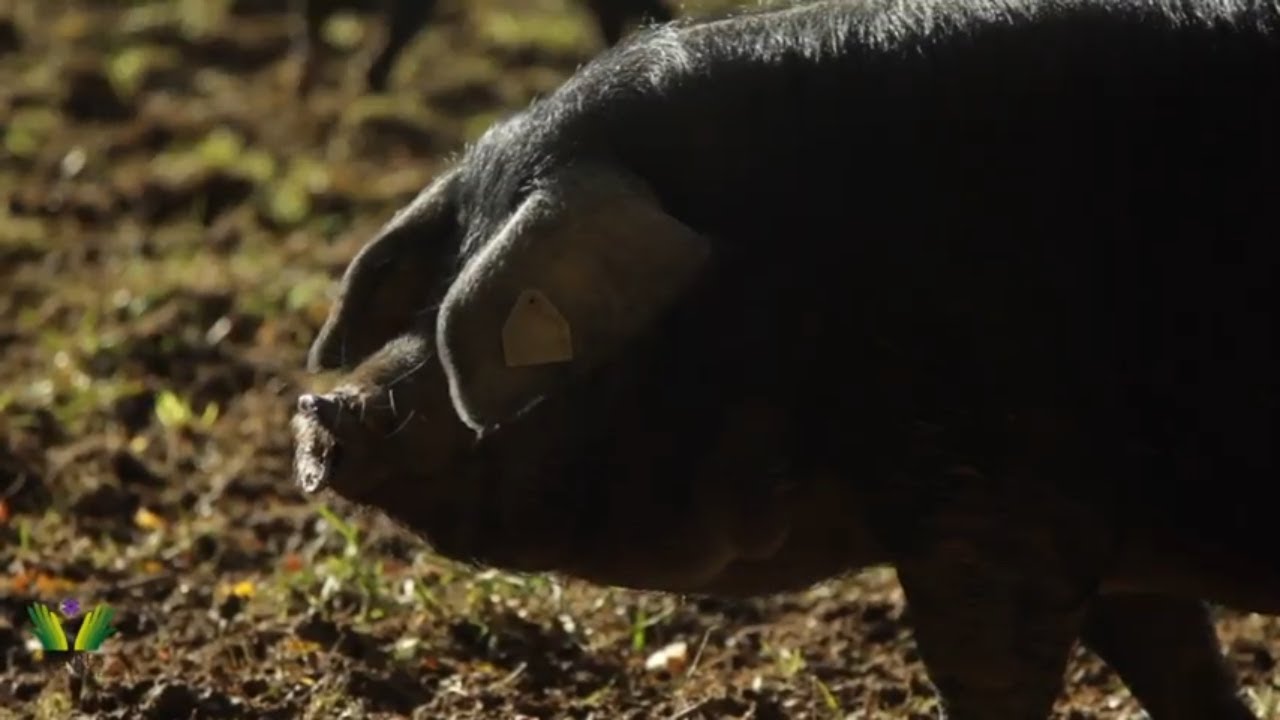 Le porc noir de Bigorre : des élevages à taille humaine. - YouTube