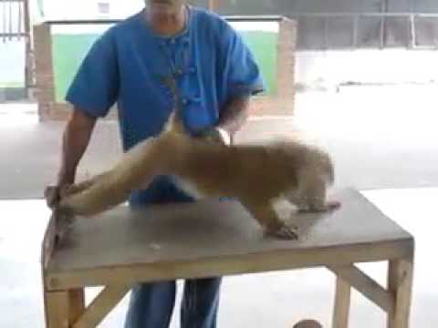 O macaco bombado - YouTube