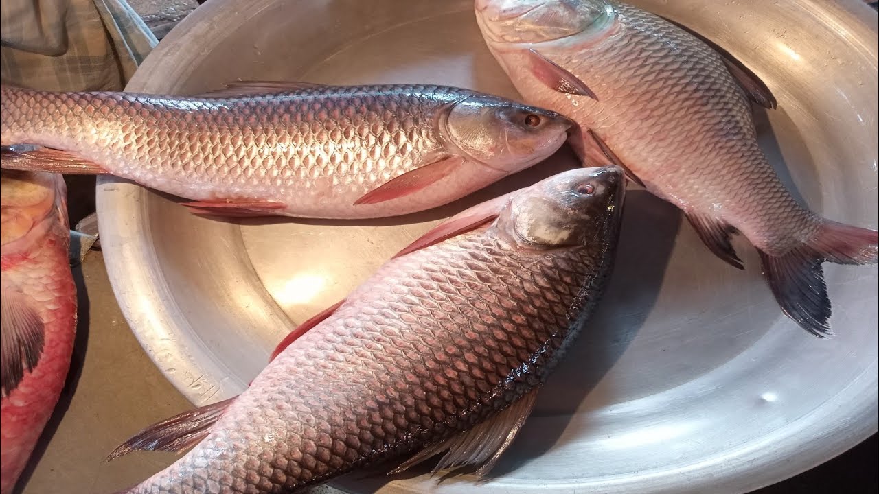 Incredible Big Rohu Fish Cutting Live In Bangaldesh Fish Market | Fish ...