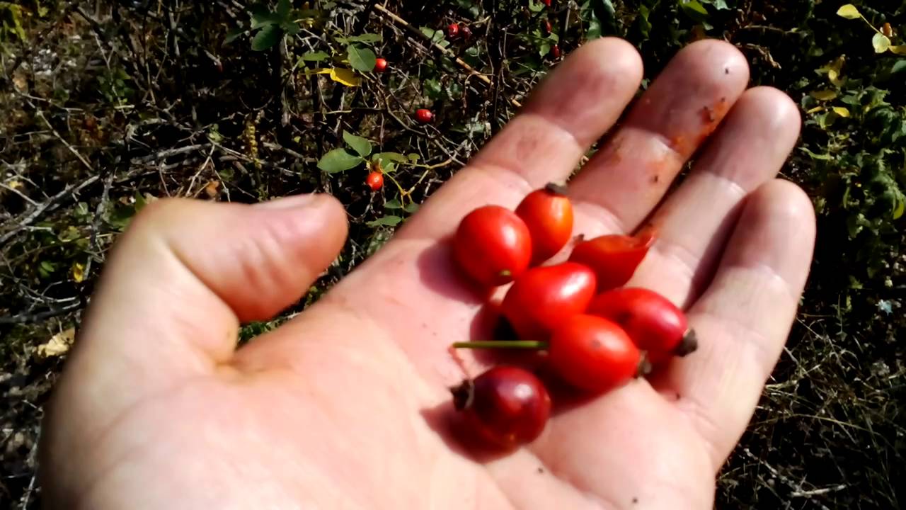 Wild food Macese/rosehip - YouTube
