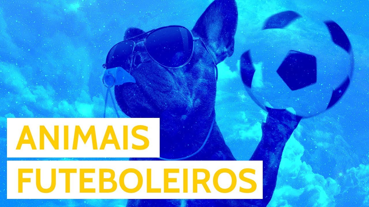 Os melhores GIFS de animais jogando futebol - GIFS - YouTube