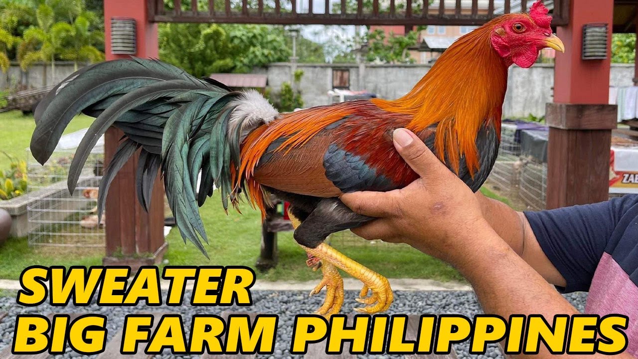 PHILIPPINES !! Cc Kelso Sweater Melsim Hatch Bco Sto Tomas Farm - YouTube