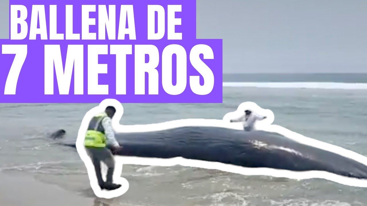 BALLENA VARADA EN PLAYA DE OAXACA | 24 DE MAYO - YouTube