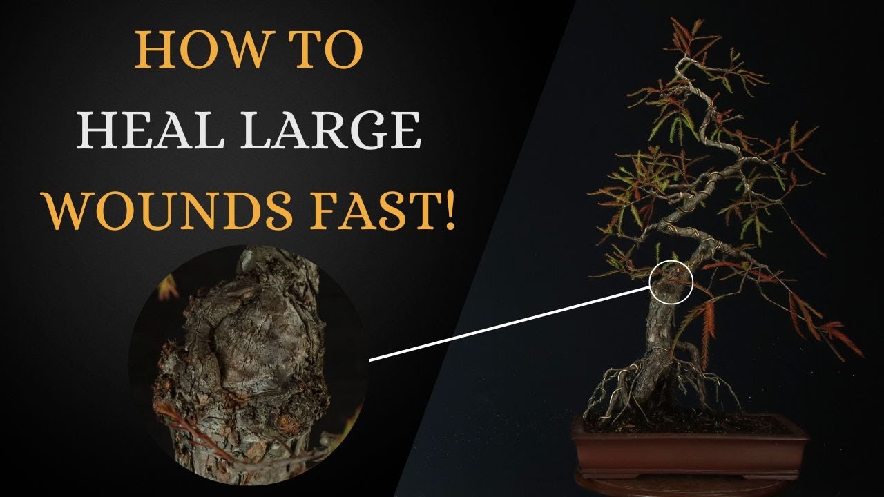 Bald Cypress Bonsai (Swamp Cypress) Update And Work - YouTube