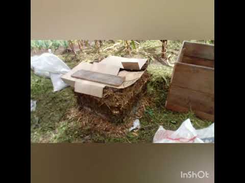 Enseñanza en pacas Digestoras - YouTube