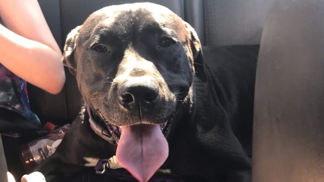 How to make your dog neurotic - YouTube
