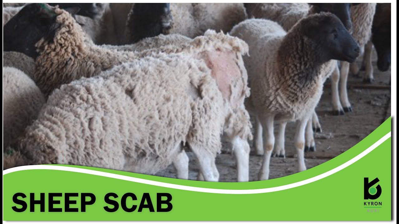 Sheep Scab Discussion - South Africa - YouTube