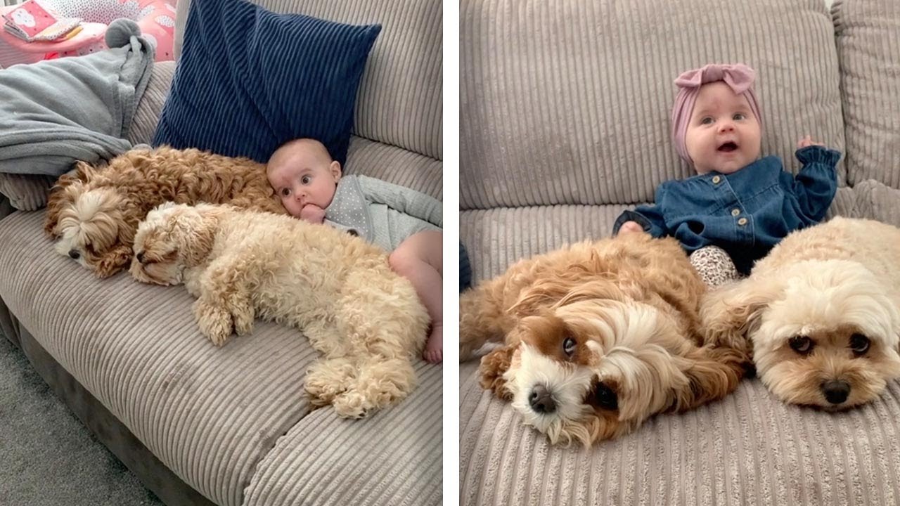 Pair Of Pooches Are Best Friends With Baby // HEARTWARMING ANIMAL ...