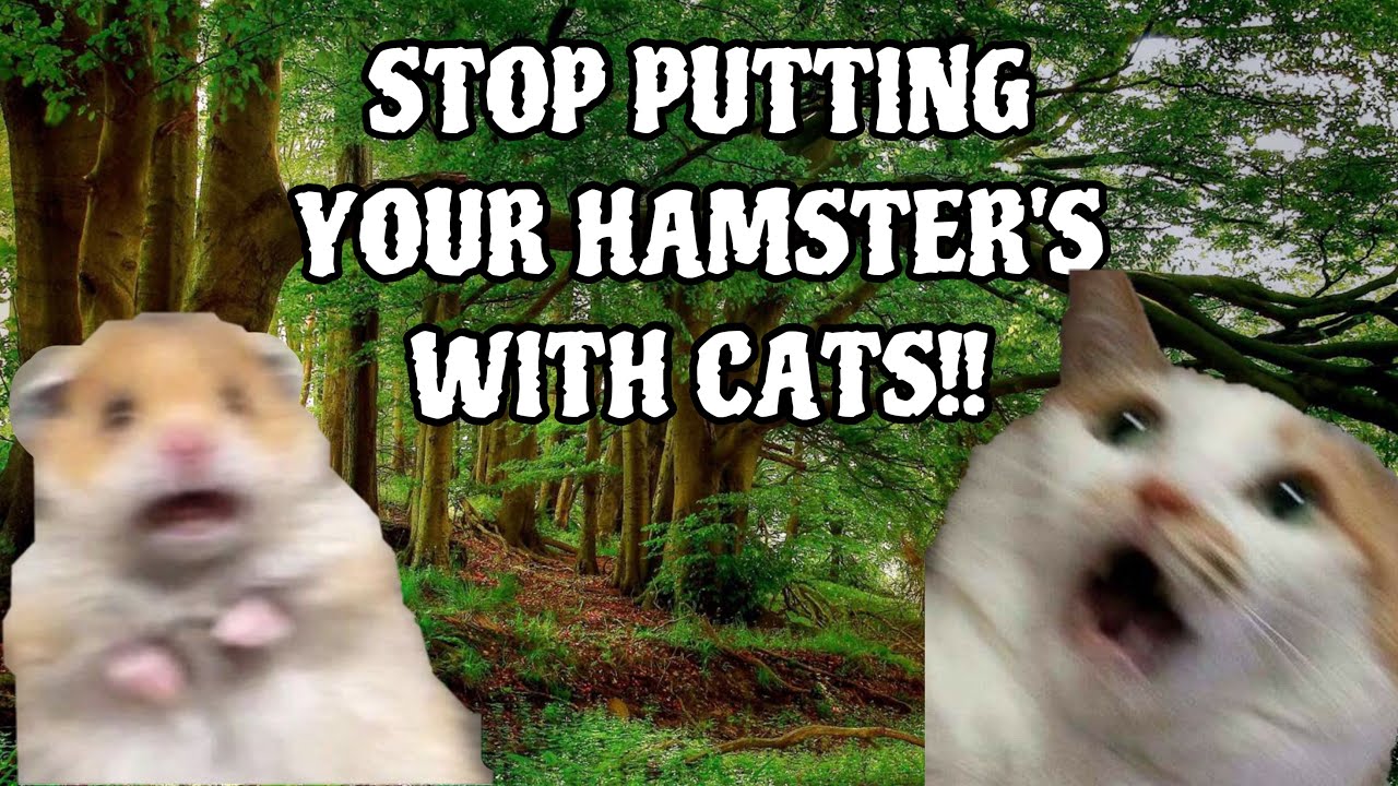 STOP PUTTING YOUR HAMSTER'S WITH CATS!! ~ Hamster TikTok's || Evelyn's ...