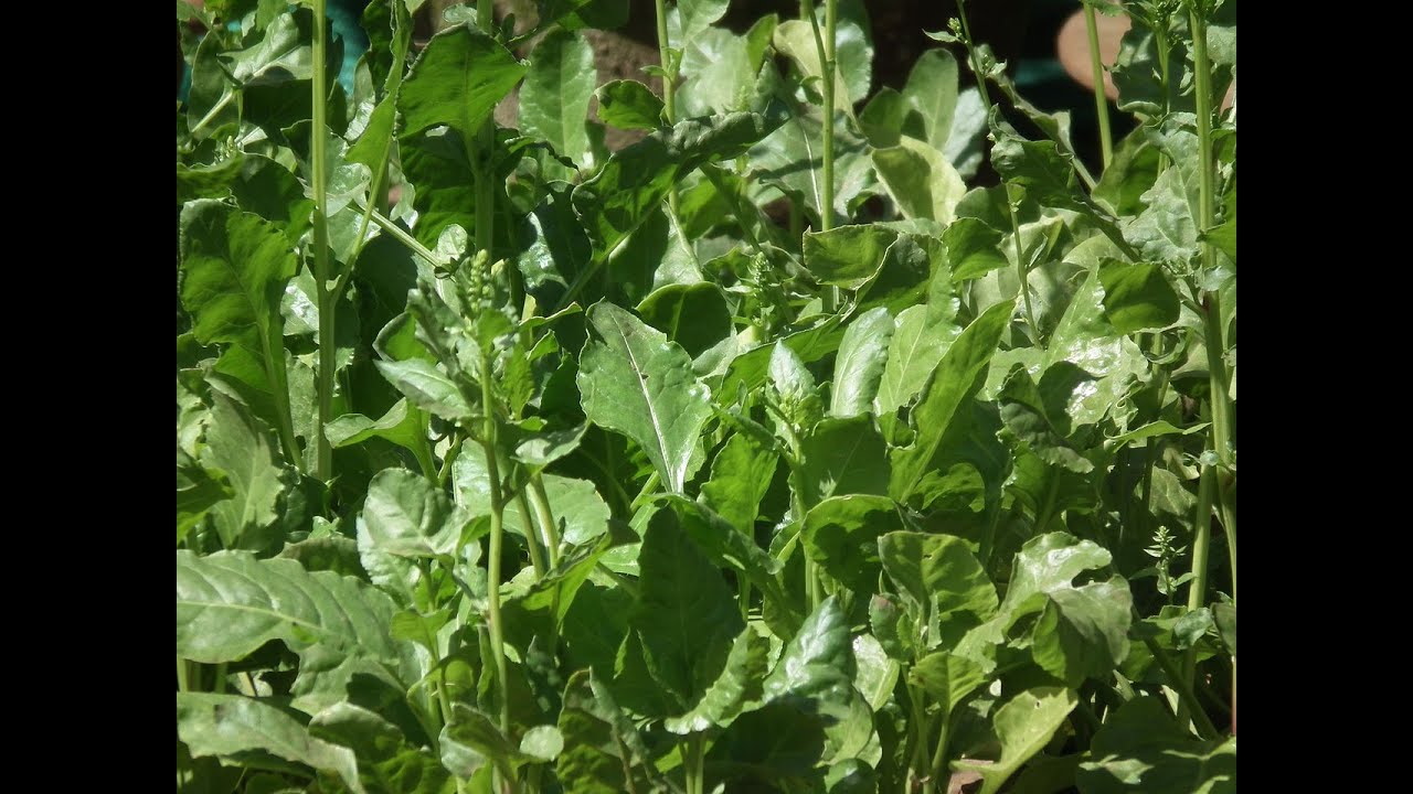 Unveiling The Power Of Superfood King: The Ultimate Nutritional ...