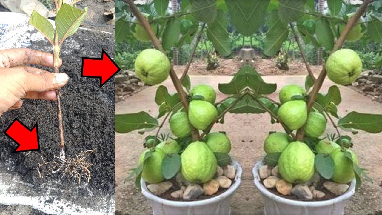 Guava Tree Cuttings Technique To 100% Work... - YouTube
