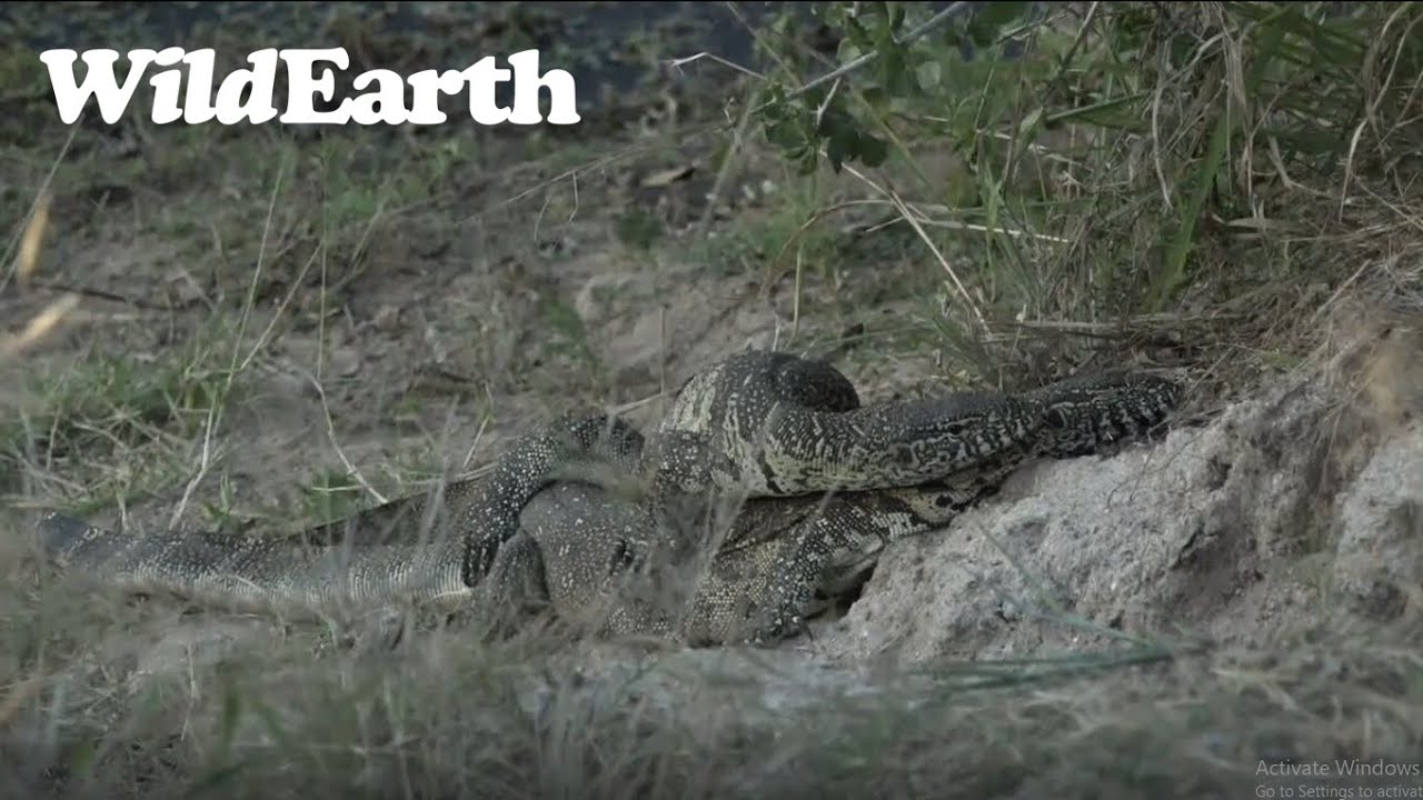 Have you ever seen Mating Monitor Lizards? - YouTube