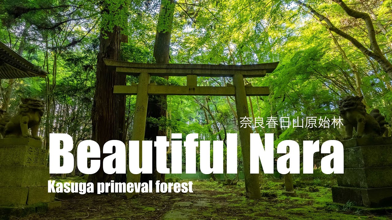 [Japan World Heritage site] Nara Kasuga primeval forest walking and ...