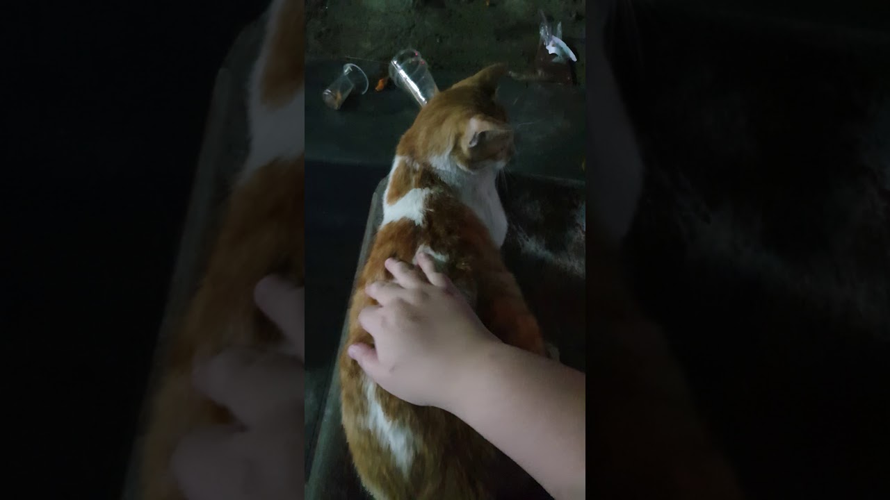 Ang Pusang Mataba - YouTube