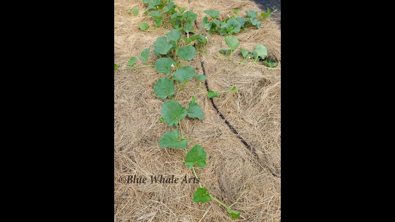 When to Snip a Gourd Vine and The Difference between the Vines with ...