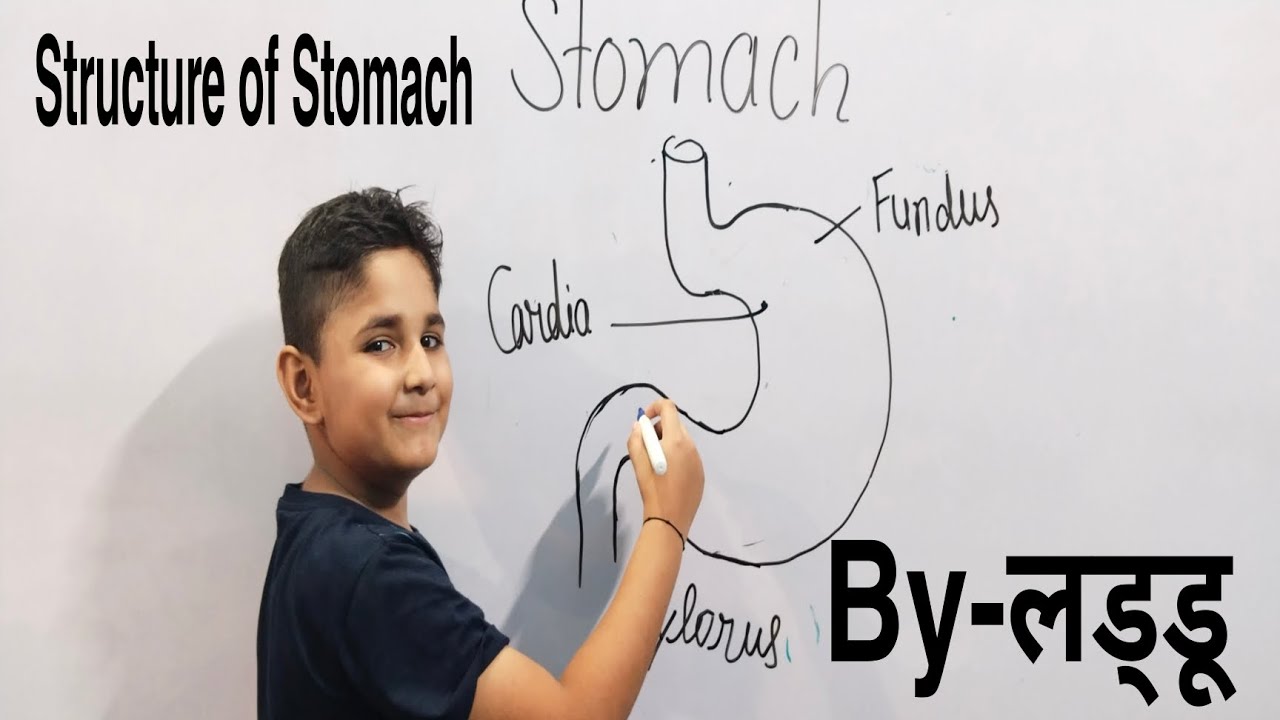 structure of Stomach - YouTube