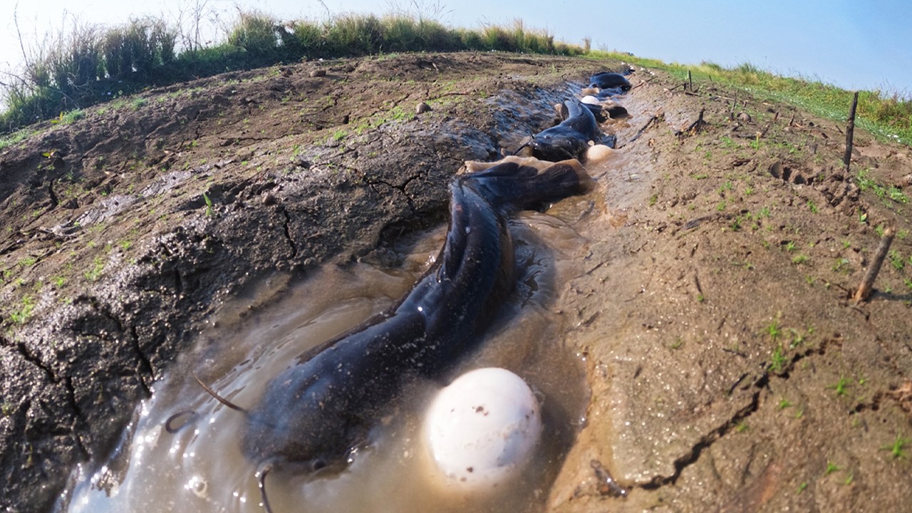 top video! fisherman pick duck eggs and catch a lot of fish at rice ...