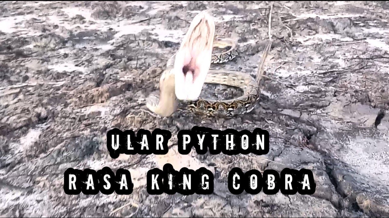 release ular python hasil rescue malah dapat serangan bertubi tubi!!! - YouTube
