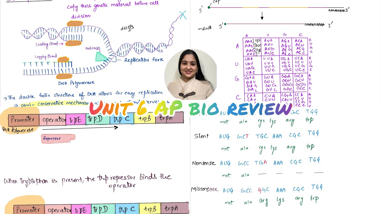 Unit 6 AP Bio Review- Gene expression and regulation #transcription # ...